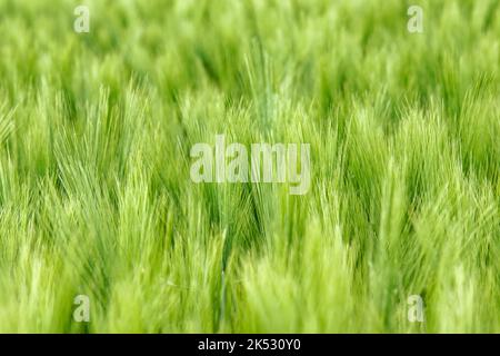 France, Meurthe-et-Moselle, fields of barley (Hordeum vulgare) at the ...