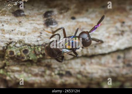 Encyrtid Wasp (Chrysoplatycerus sp Stock Photo - Alamy