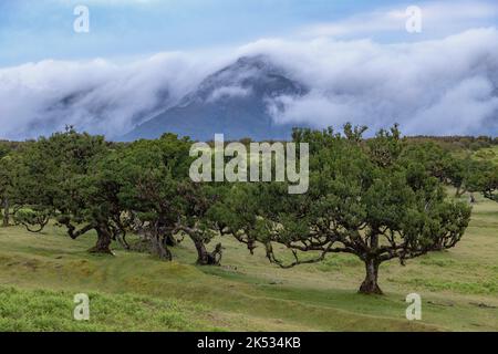 Portugal, Madeira Island, Fanal, laurels in the Laurisilva forest ...