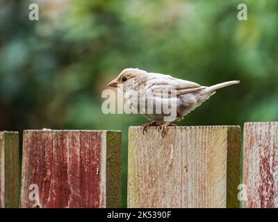 Leucistic sparrow, lacking much of the pigment melanin, at rest in ...