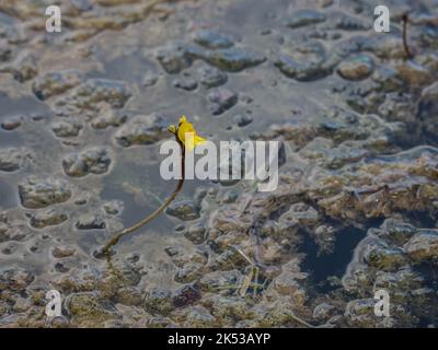 Yellow flowers of the common bladderwort (latin name: Utricularia ...