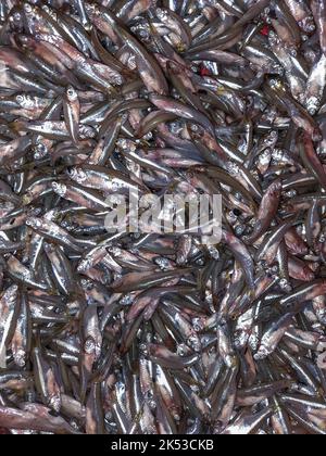 Many of mola carpet fish. A group of minnow closeups. Heap of small ...