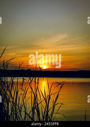 A vertical shot of sun rays seen through a green leaves in the garden ...