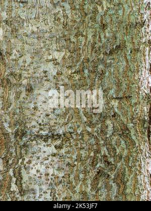 Silvery and brown fissured bark of the fast growing deciduous Sapphire ...