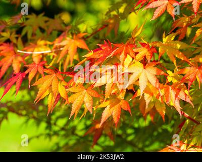 Red gold autimn leaves and red stems of the hardy Japanese maple, Acer ...