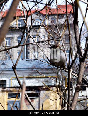 Sparrow sits on a branch without leaves. Sparrow on a branch in the ...