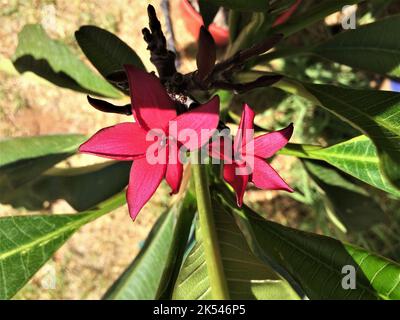 Frangipani trees with red flowers in downtown Singapore Stock Photo - Alamy