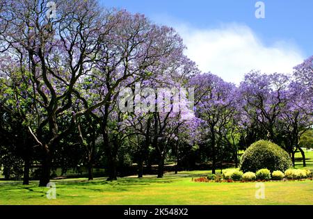 Jacaranda trees and garden in Hyde Park, Perth, Western Australia Stock ...