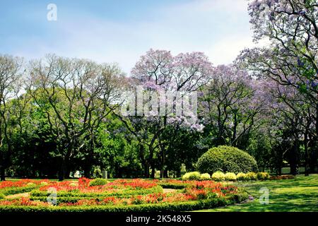 Jacaranda trees and garden in Hyde Park, Perth, Western Australia Stock ...