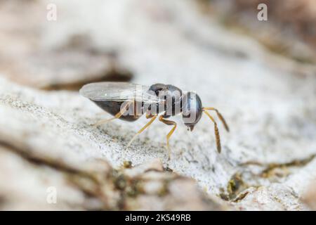 Pteromalid Wasp (Pteromalinae Stock Photo - Alamy