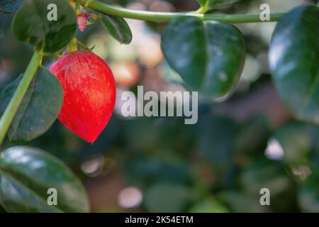 Fresh ripe fruit of the Natal Plum Tree, carissa macrocarpa, big num ...