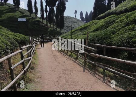 pine trees and beautiful darjeeling tea garden on the himalayan ...