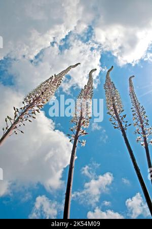 Maritime Squill. Scilla maritima, flowers Stock Photo - Alamy