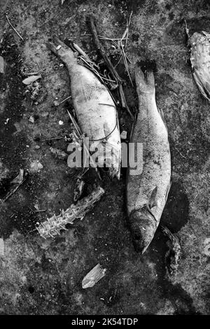 Detail of fish in poor condition, garbage and pollution Stock Photo - Alamy