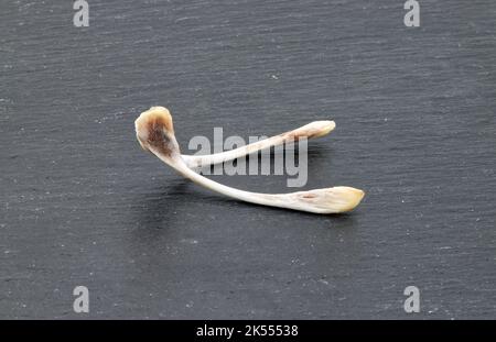 Chicken wishbone to make wishes isolated on dark background Stock Photo ...