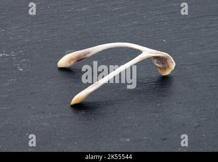 Chicken wishbone to make wishes isolated on dark background Stock Photo ...