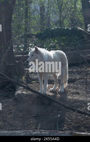 Arctic Wolf, Schönbrunn Zoo,Vienna, Austria, Europe Stock Photo - Alamy