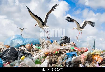 Storks on pile of garbage at city dump Stock Photo - Alamy