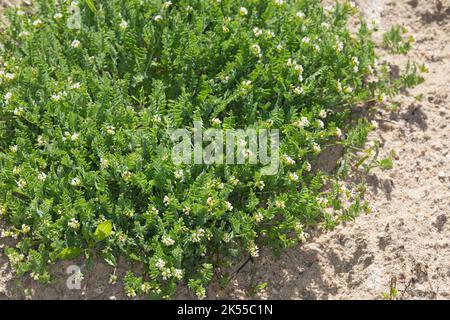 Kleiner Vogelfuß, Kleiner Vogelfuss, Mäusewicke, Ornithopus perpusillus ...