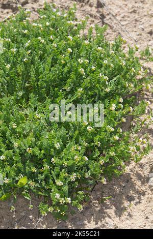 Kleiner Vogelfuß, Kleiner Vogelfuss, Mäusewicke, Ornithopus perpusillus ...