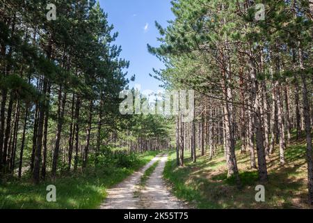 Picture of a typical pine forest in the Balkans, in a deep wood, in a ...