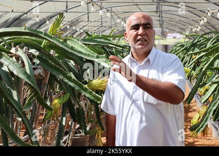 Farmer, Mohammed Shaban inspects his dragon Fruit farm, which he ...