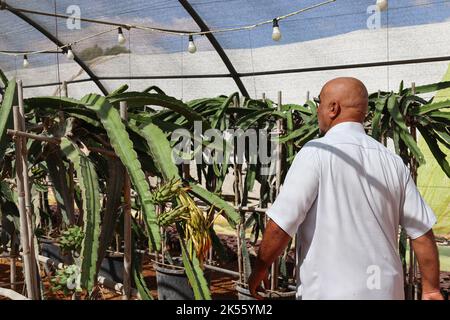 Farmer, Mohammed Shaban inspects his dragon Fruit farm, which he ...