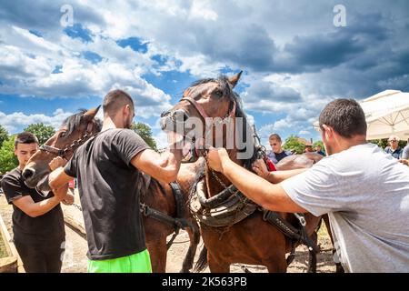 Picture of three young men taming horses in the Rumska Straparijada ...