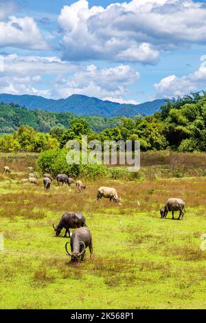 Khok Kanon (or Kanoon) Iron Bridge, Phang Nga Province, Thailand Stock ...
