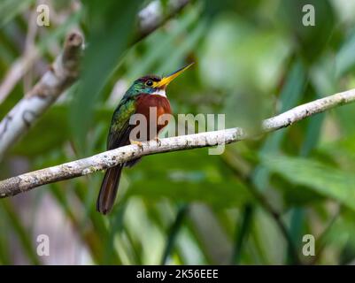 Yellow-billed Jacamar, Galbula albirostris, a bird in the Amazon ...