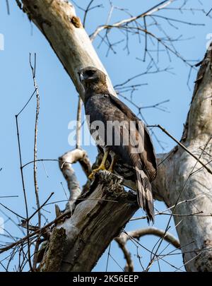 A wild Crested Eagle (Morphnus guianensis) screaming on a branch ...