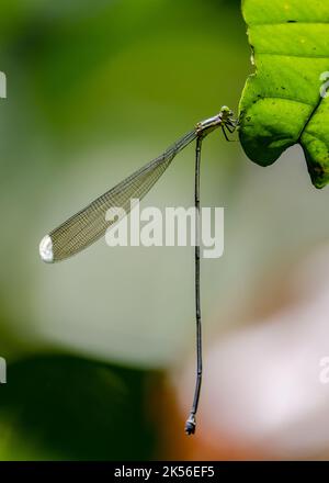 A Helicopter Damselfly (Microstigma rotundatum) perched on a stick ...
