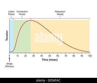 Scientific Designing of Myogram. Single Muscle Contraction. Colorful ...