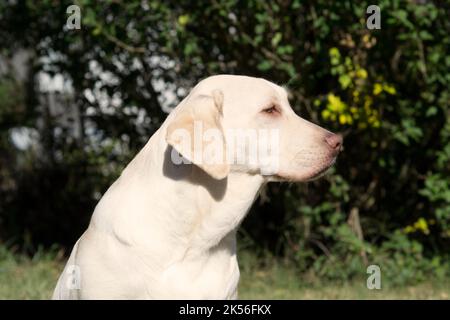 Labrador Retriever, yellow, 4 months, female, sitting in flower meadow ...
