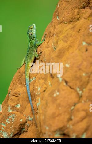 Blue headed lizard on tree Stock Photo - Alamy