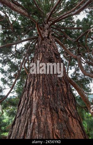 Sequoia gigantea tree in the village of Ardusat in Maramures county ...