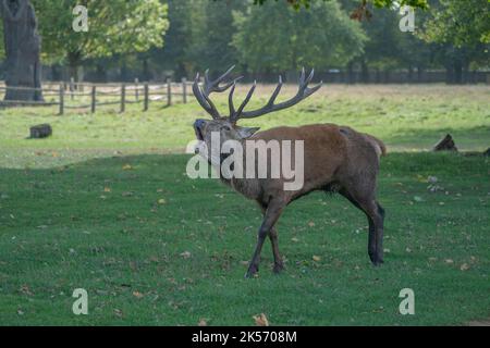 Red stag baying in autumn Stock Photo - Alamy