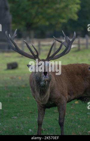 Red stag baying in autumn Stock Photo - Alamy