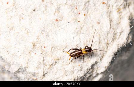 Breeding crickets. Small crickets after hatching in breeding. Food ...