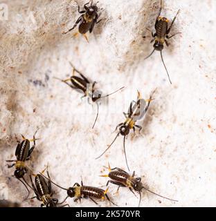 Breeding crickets. Small crickets after hatching in breeding. Food ...