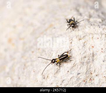 Breeding crickets. Small crickets after hatching in breeding. Food ...