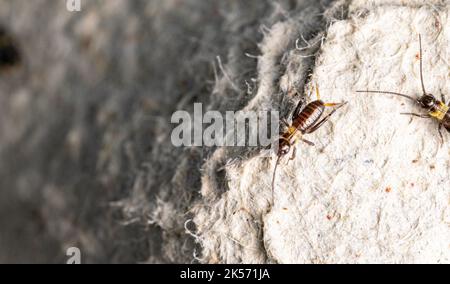 Breeding crickets. Small crickets after hatching in breeding. Food ...