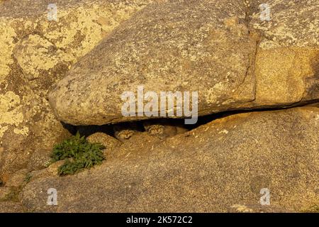 Pallas's cat (Otocolobus manul), Babies playing at den, Steppe area ...