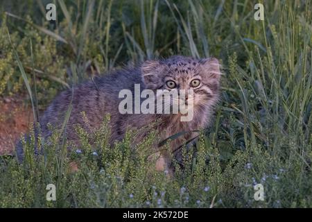 Pallas's cat (Otocolobus manul), Babies playing at den, Steppe area ...