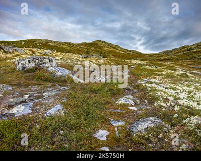 Norway, Inlandet, Otta, Rondan National Park Stock Photo - Alamy