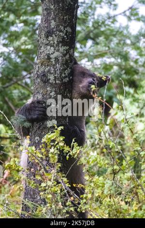 A big grizzly bear scratching against a tree, in Alaska Stock Photo - Alamy