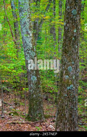 Northern red oak trees (Quercus rubra) in planting in Europe. Forest ...