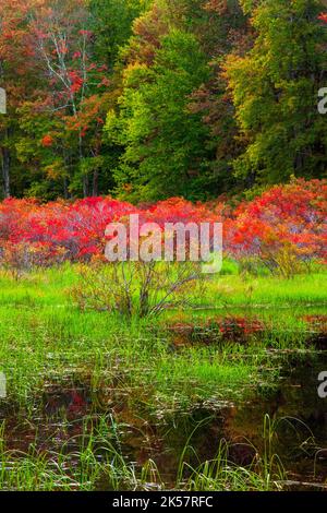 Snow Shanty Run, a beaver pond, in Pennsylvania's Delaware State Forest ...