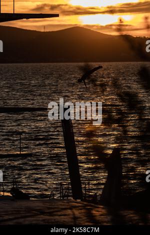 Boy jumps off the diving platform into the Adriatic Sea during sunset ...