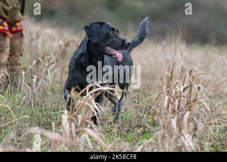 A black Labrador, a working gun dog, retrieving a red or French ...